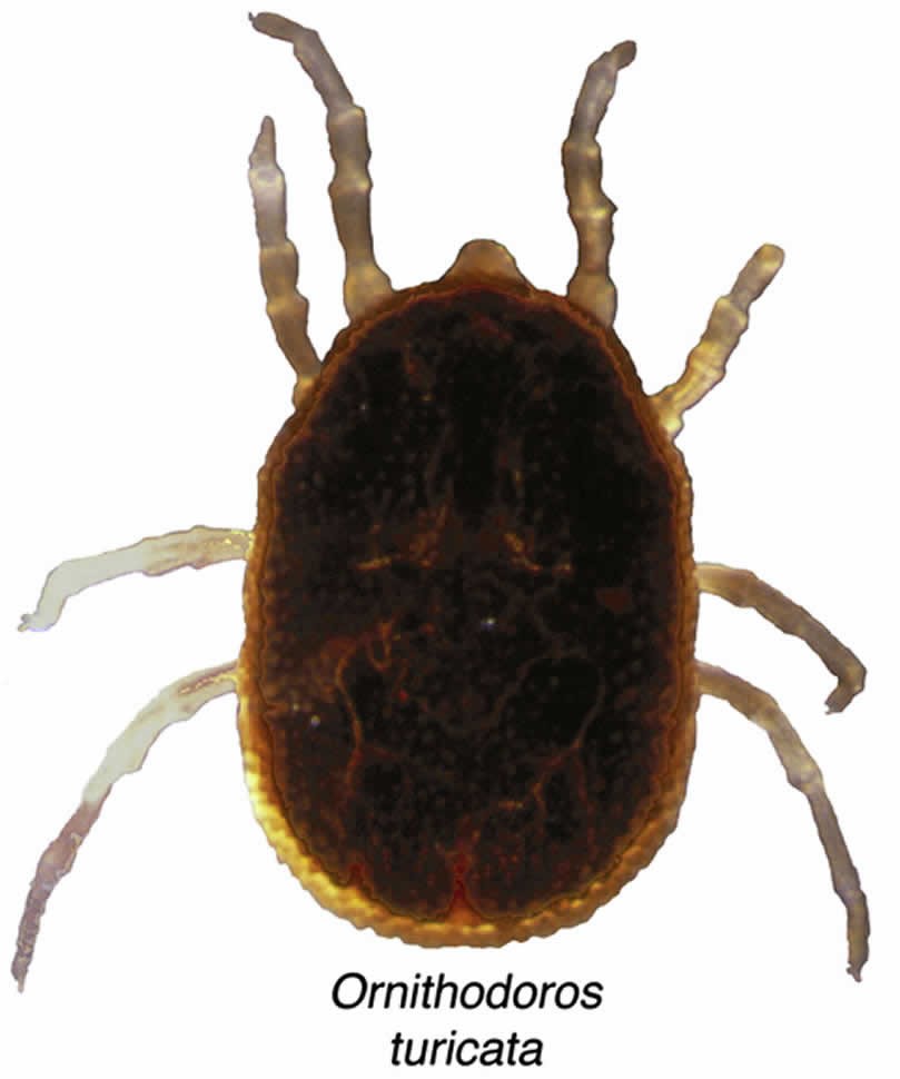 Soft Tick