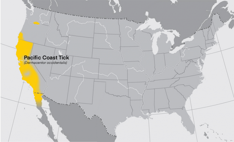 Pacific Coast Tick